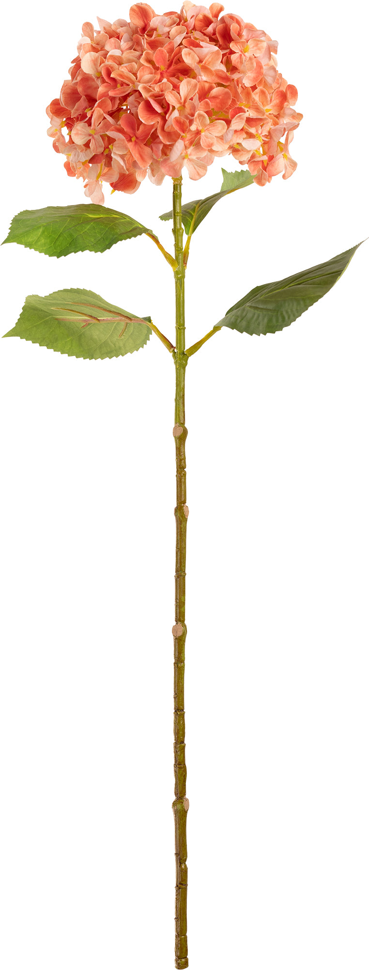 Hydrangea Stem Coral Stem